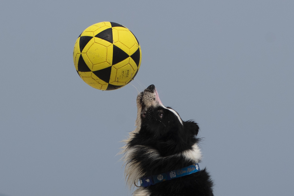 This Brazilian dog is a footvolley star. He teaches beachgoers how to ...